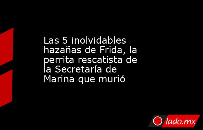 Las 5 inolvidables hazañas de Frida, la perrita rescatista de la ...