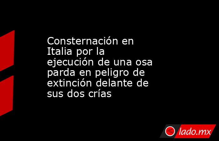 Consternación en Italia por la ejecución de una osa parda en peligro de ...