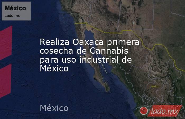 Realiza Oaxaca primera cosecha de Cannabis para uso industrial de ...