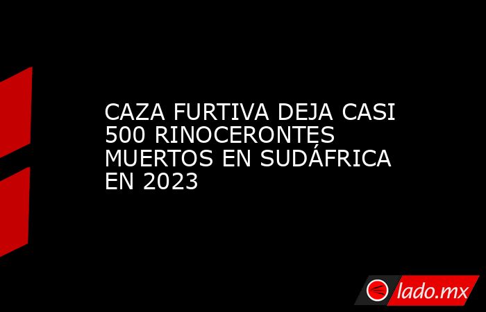 CAZA FURTIVA DEJA CASI 500 RINOCERONTES MUERTOS EN SUDÁFRICA EN 2023 ...