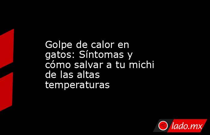 Golpe de calor en gatos: Síntomas y cómo salvar a tu michi de las altas ...