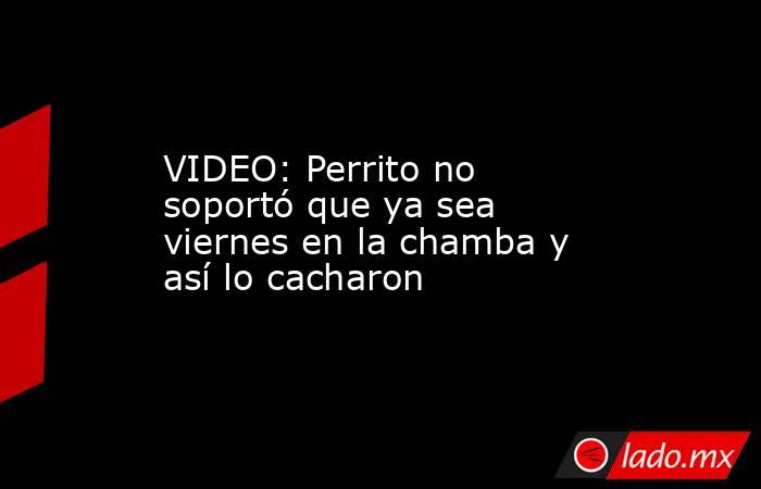 VIDEO: Perrito no soportó que ya sea viernes en la chamba y así lo ...